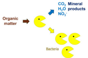Sludge characteristics: biological | The MBR Site
