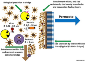 Pathogen removal by microfiltration MBRs | The MBR Site