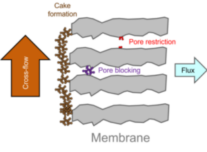Membrane fouling in MBRs | The MBR Site